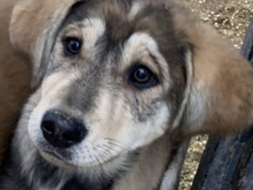 Щенок милая лапочка в добрые руки