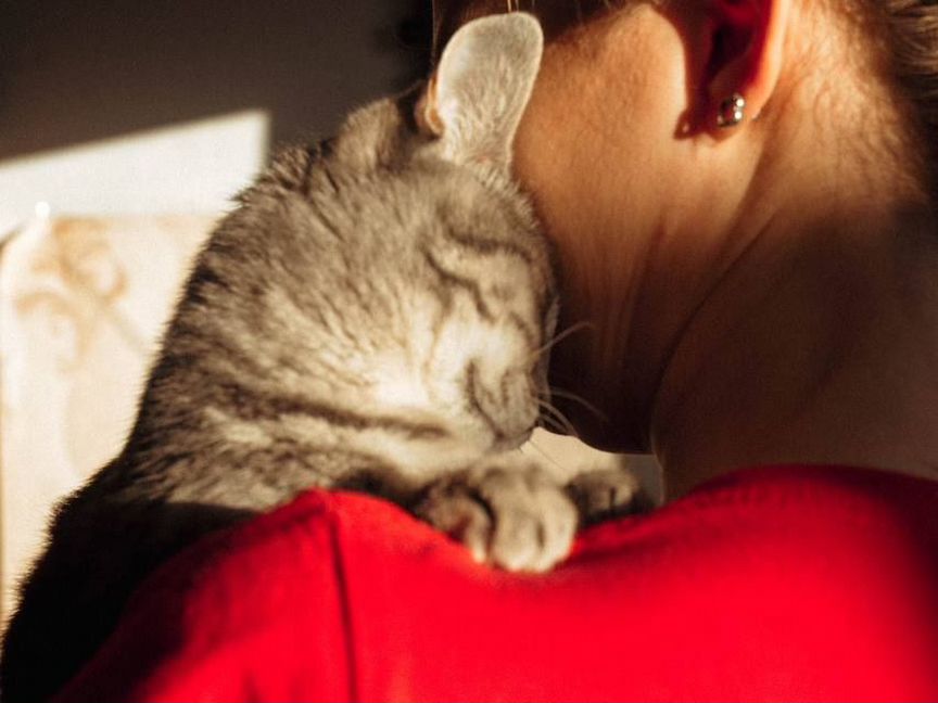 Котята в добрые руки бесплатно