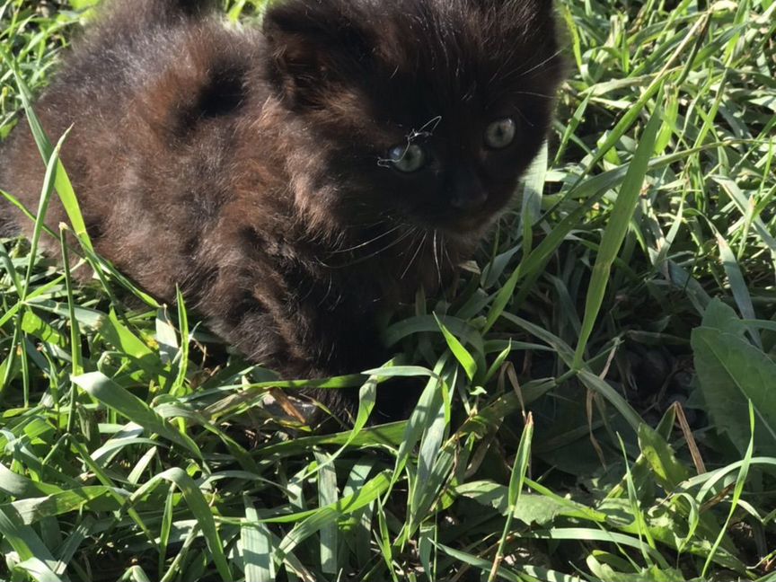 Кошка
