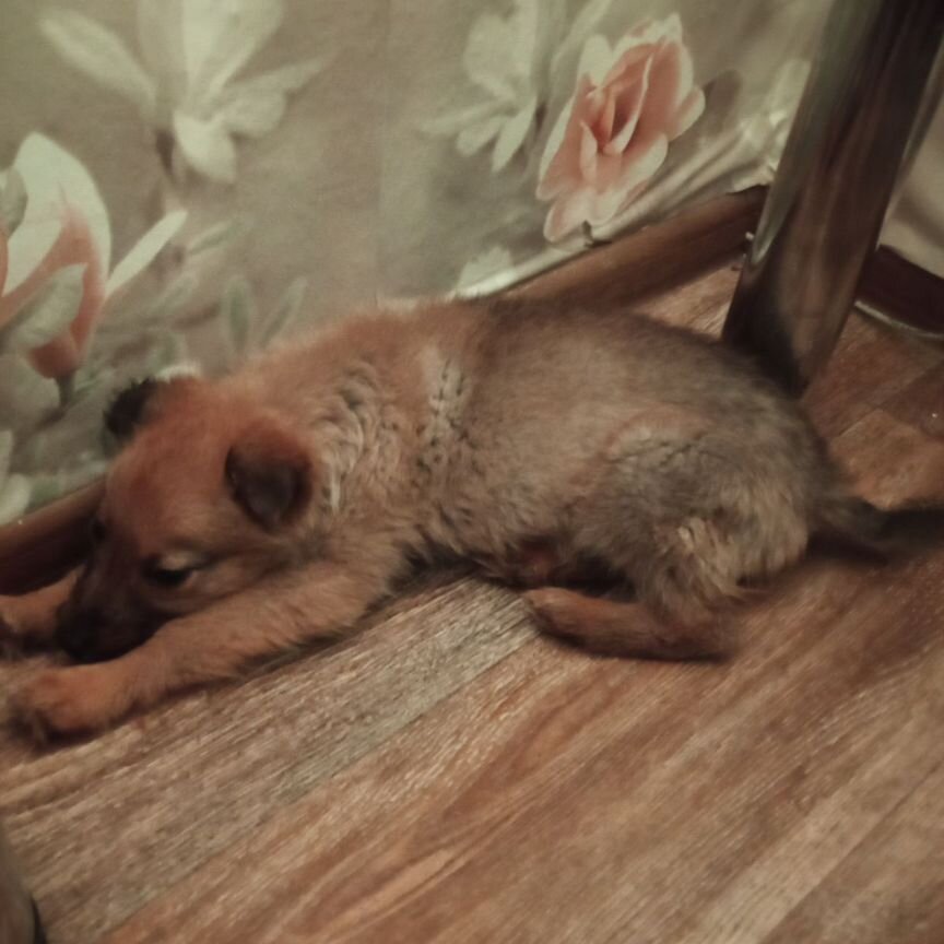 Кавказская овчарка, щенок