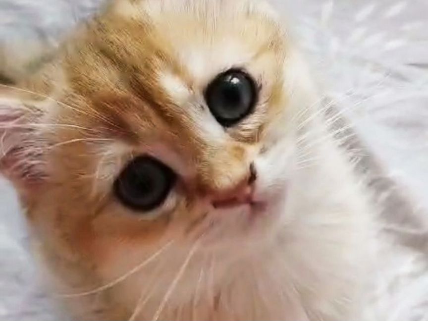 Золотая малышка Нюша с родословной