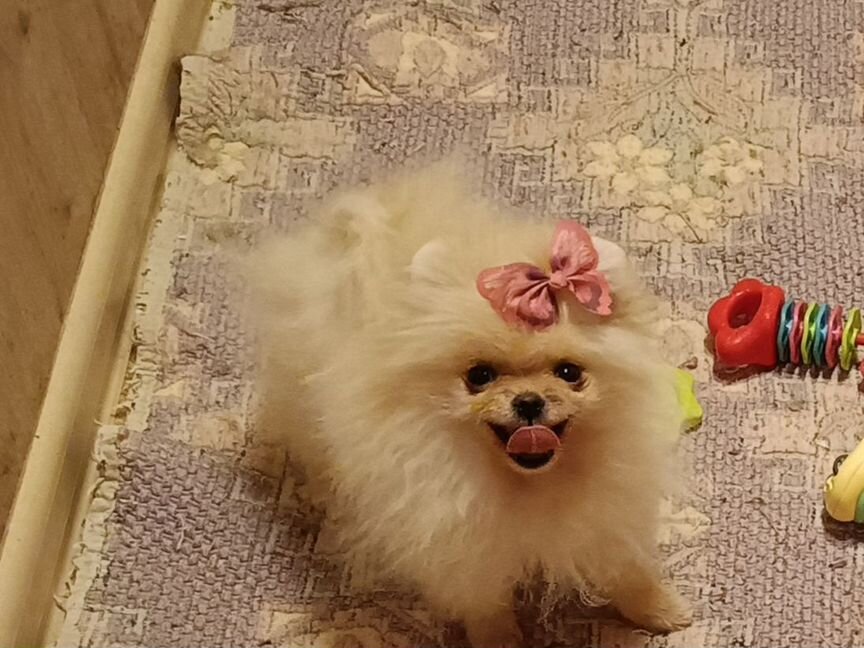 Померанский шпиц микро девочка