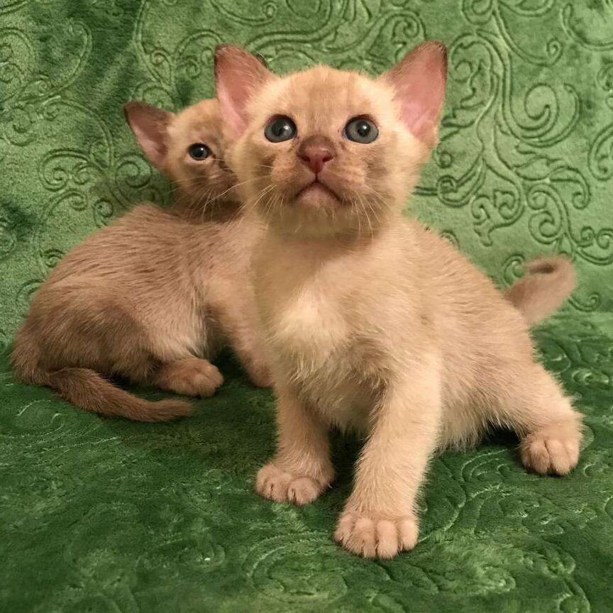 Бурманская порода