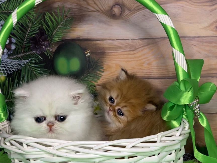 Персидские шиншиллы