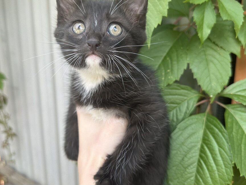 Котята в добрые руки бесплатно