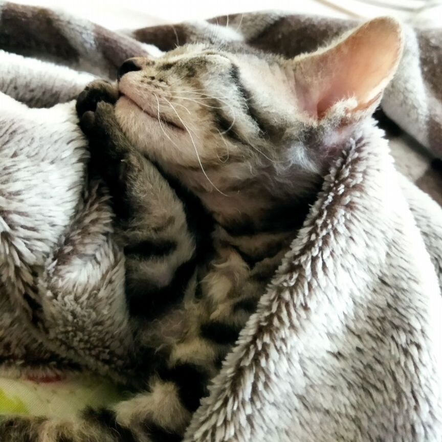 Кошечка сфинкс велюр