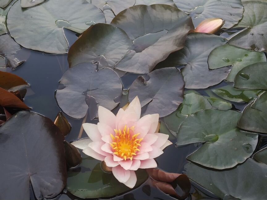 Нимфея (водяная лилия)