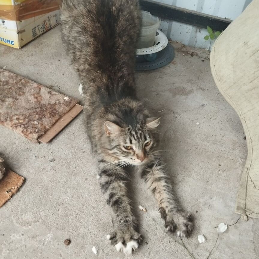 Кошечка в добрые руки бесплатно