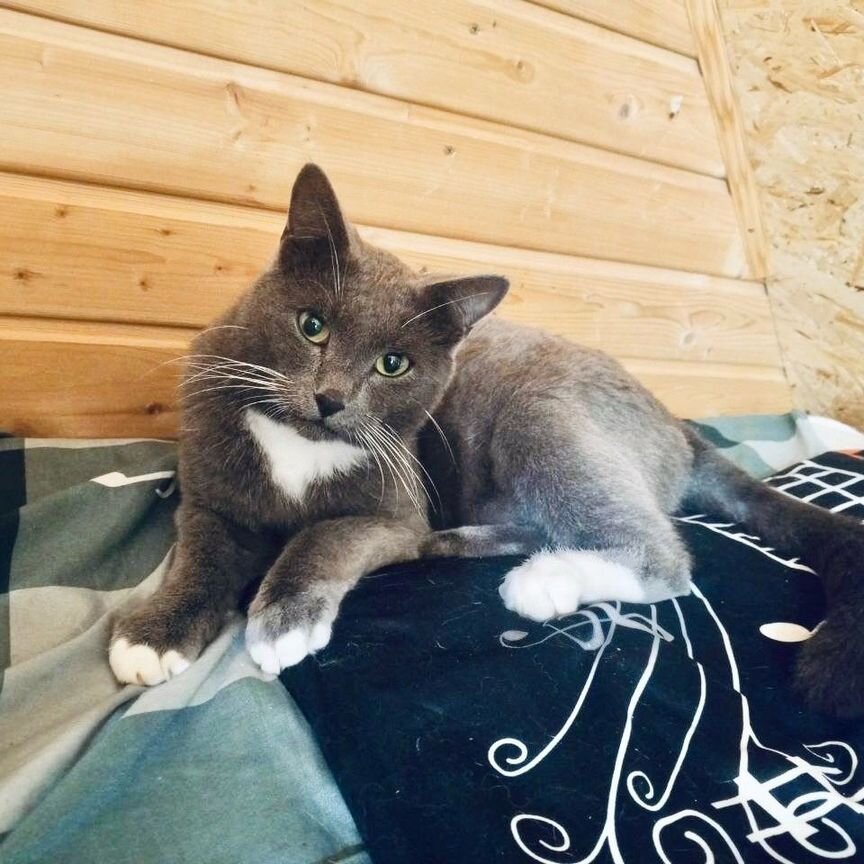 Кот Василий