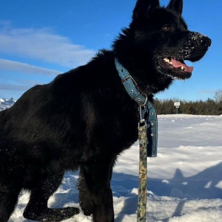Немецкая овчарка в добрые руки