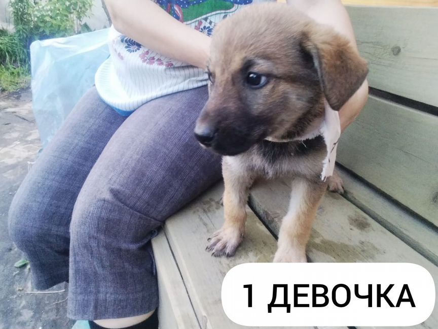 Щенки в добрые руки отдам бесплатно