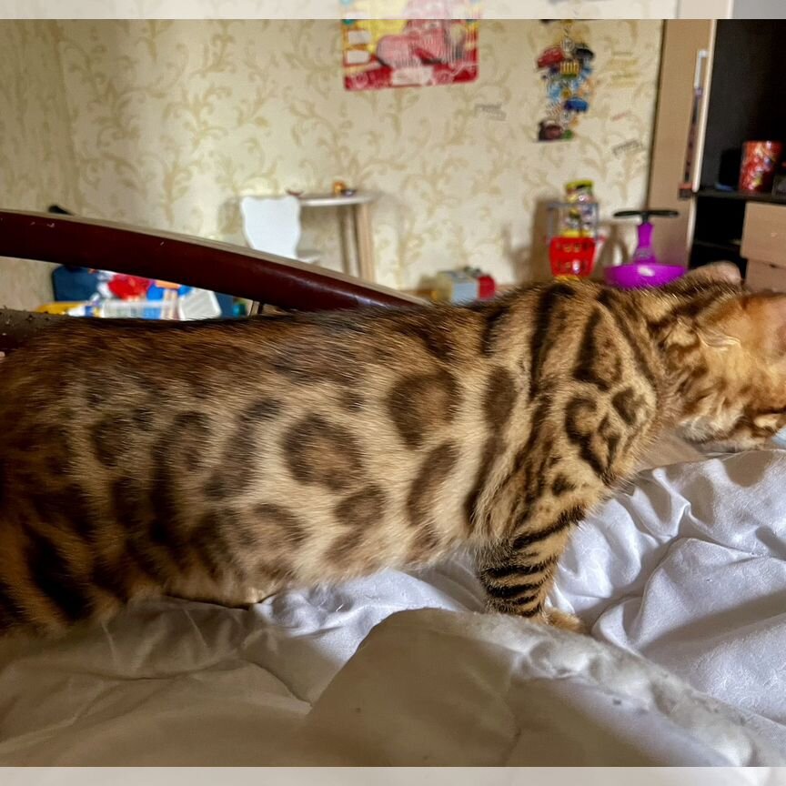 Бенгальские котята