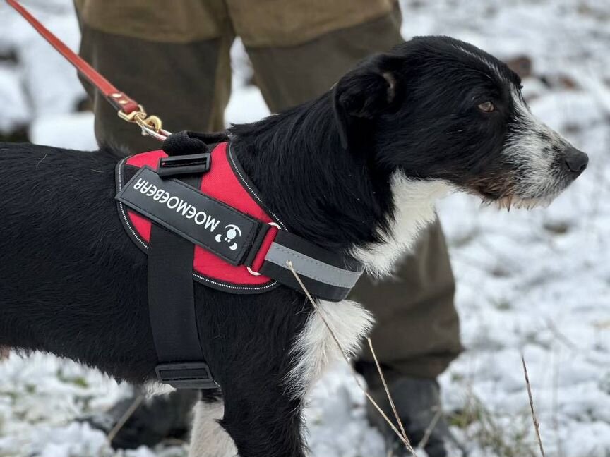 Собака в добрые руки