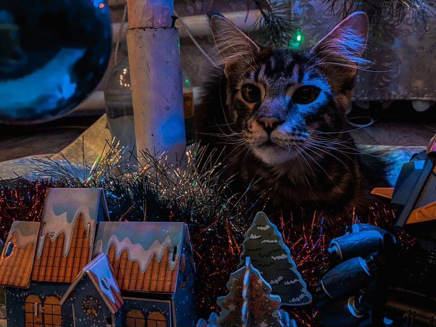 Кот мейн-кун вязка