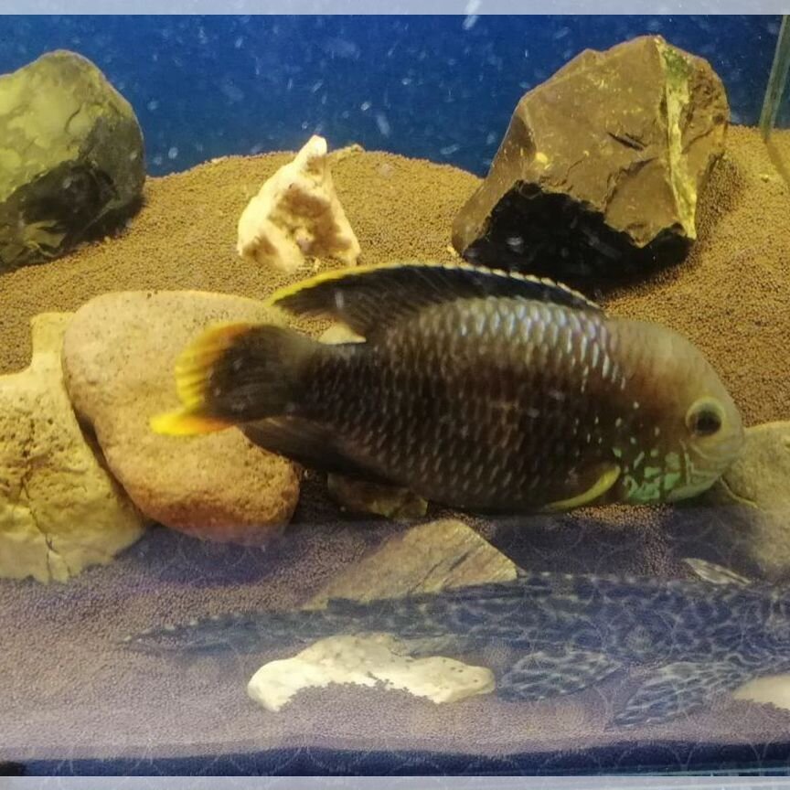 Бирюзовая акара