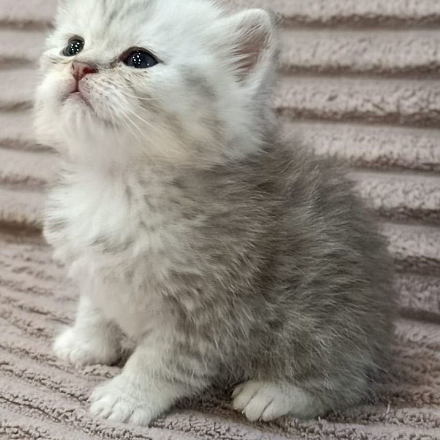 Шотландский вислоухий короткошёрстный котёнок