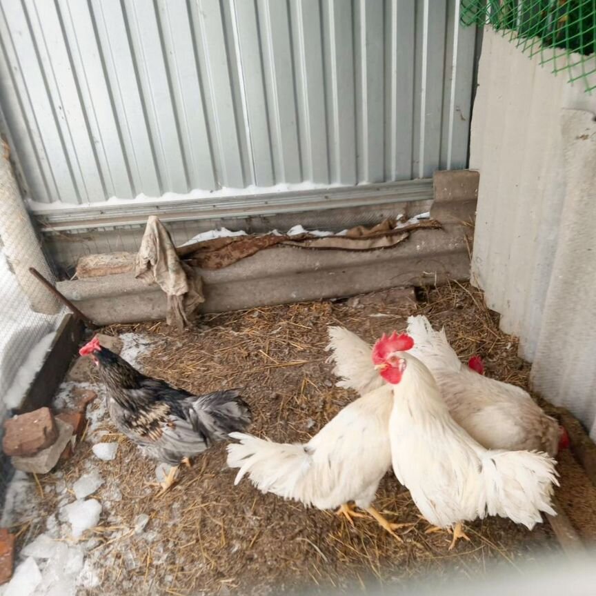 Продажа петухов 5 месяцев