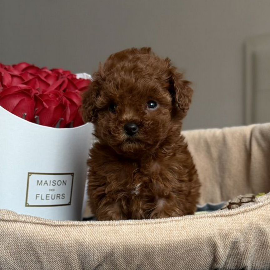 Той-пудель, щенок