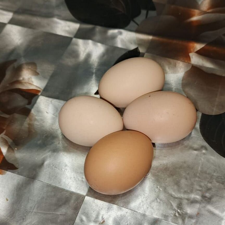 Домашние куриные яйца