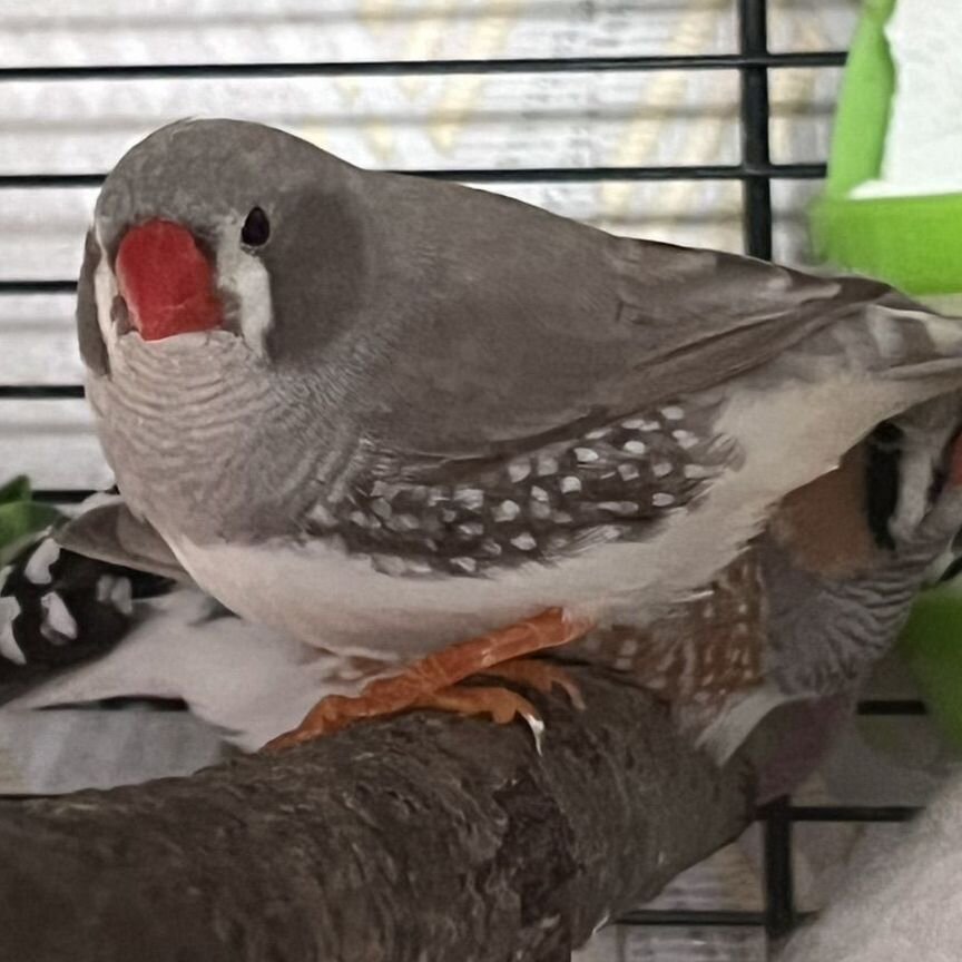 Зебровая амадина самец