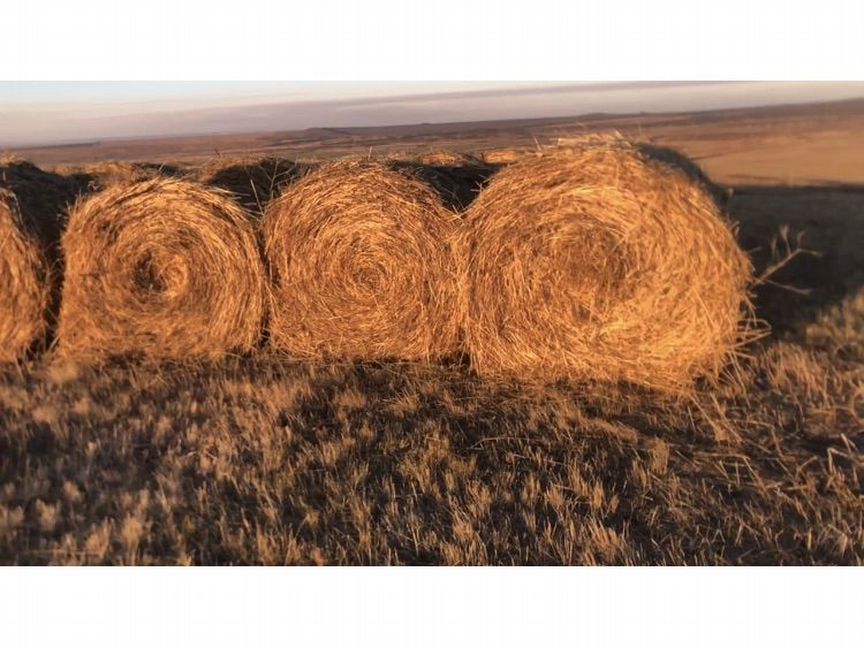 Продам сено в рулонах