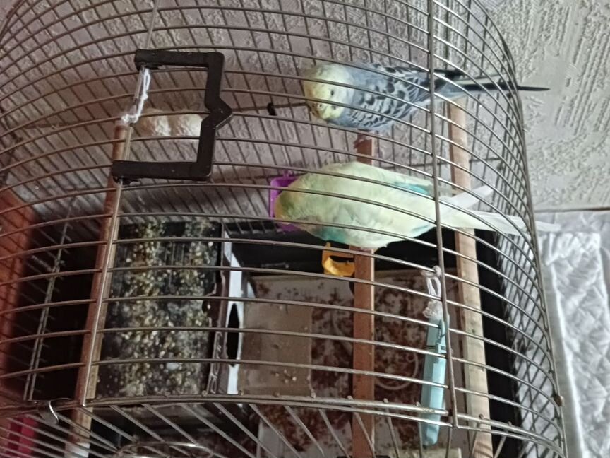 Волнистые попугаи пара