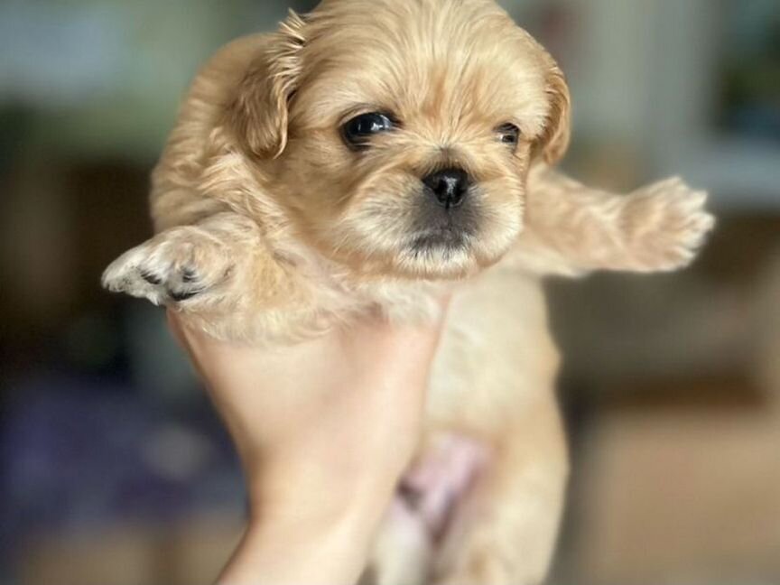 Щенки пекинеса