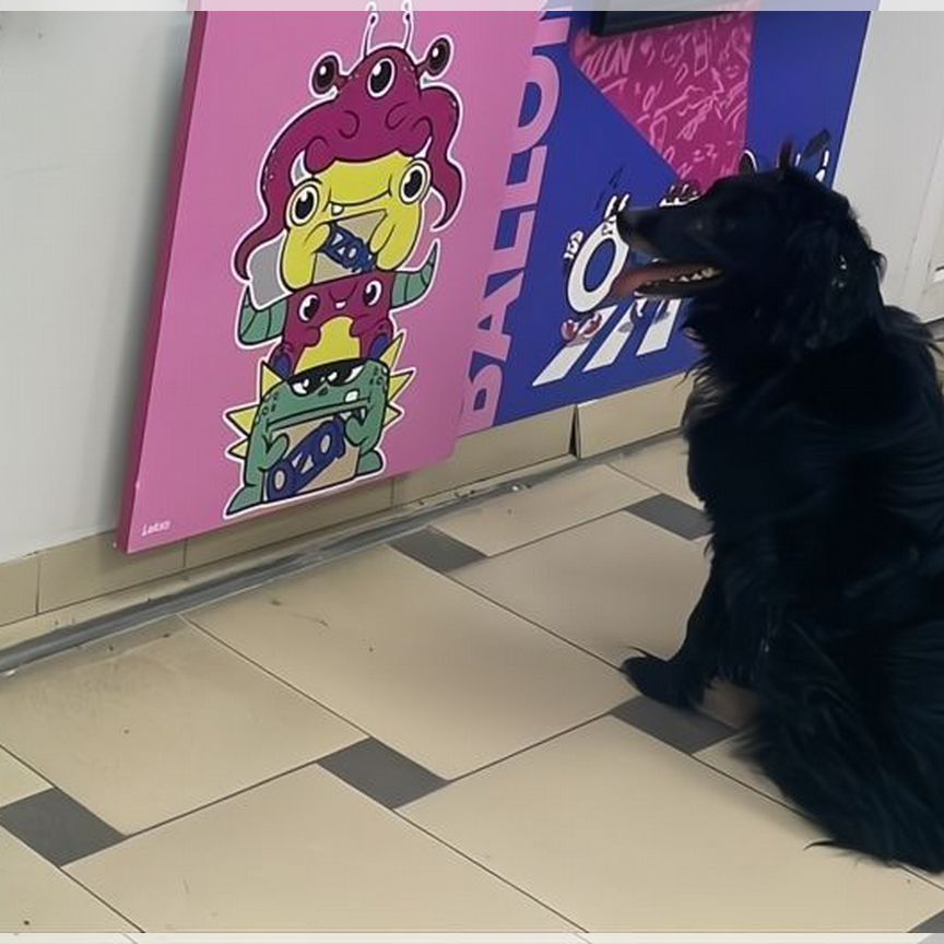 Взрослая собака в добрые руки