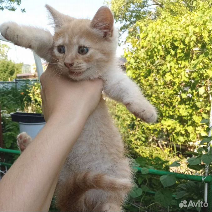 Рыжий полосатик в добрые руки