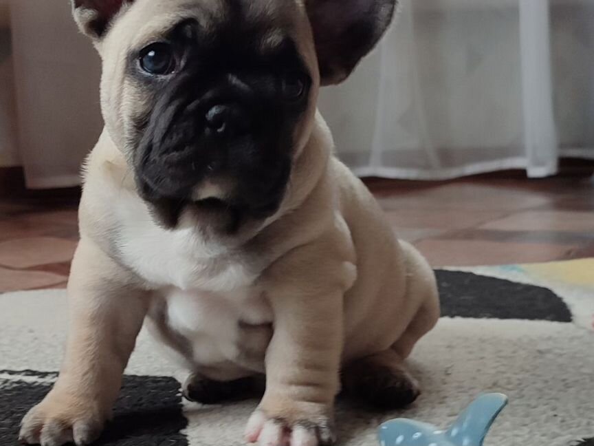 Французский бульдог щенки