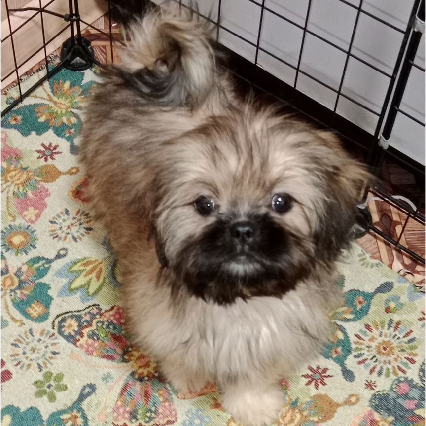 Ши-тцу, щенок