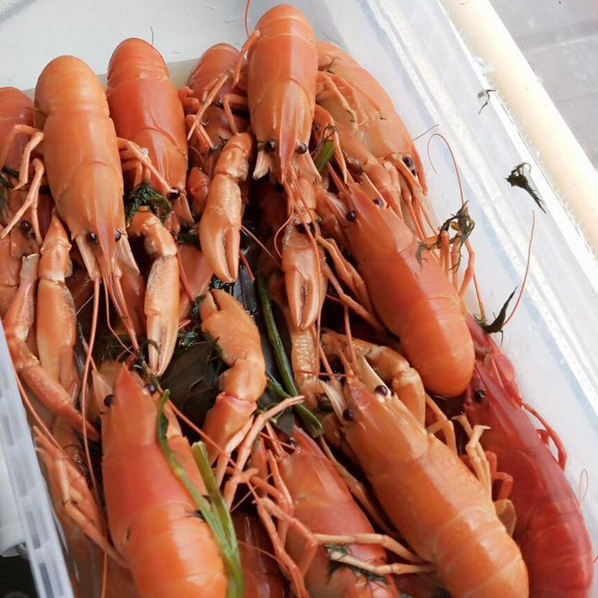 Австралийский красноклешневый рак