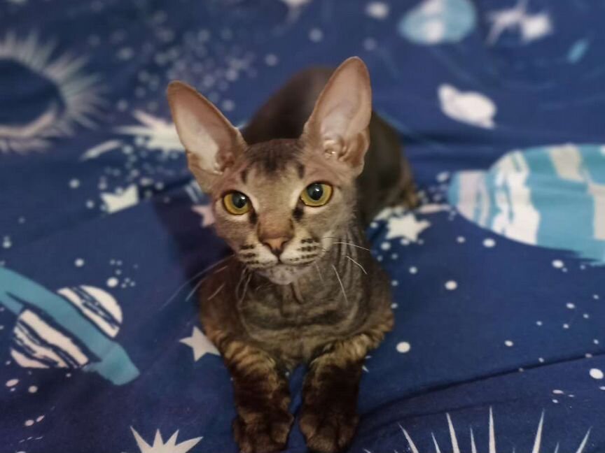 Донской сфинкс браш