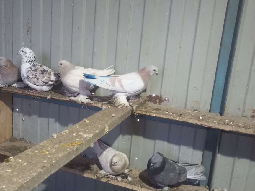 Голуби агараны