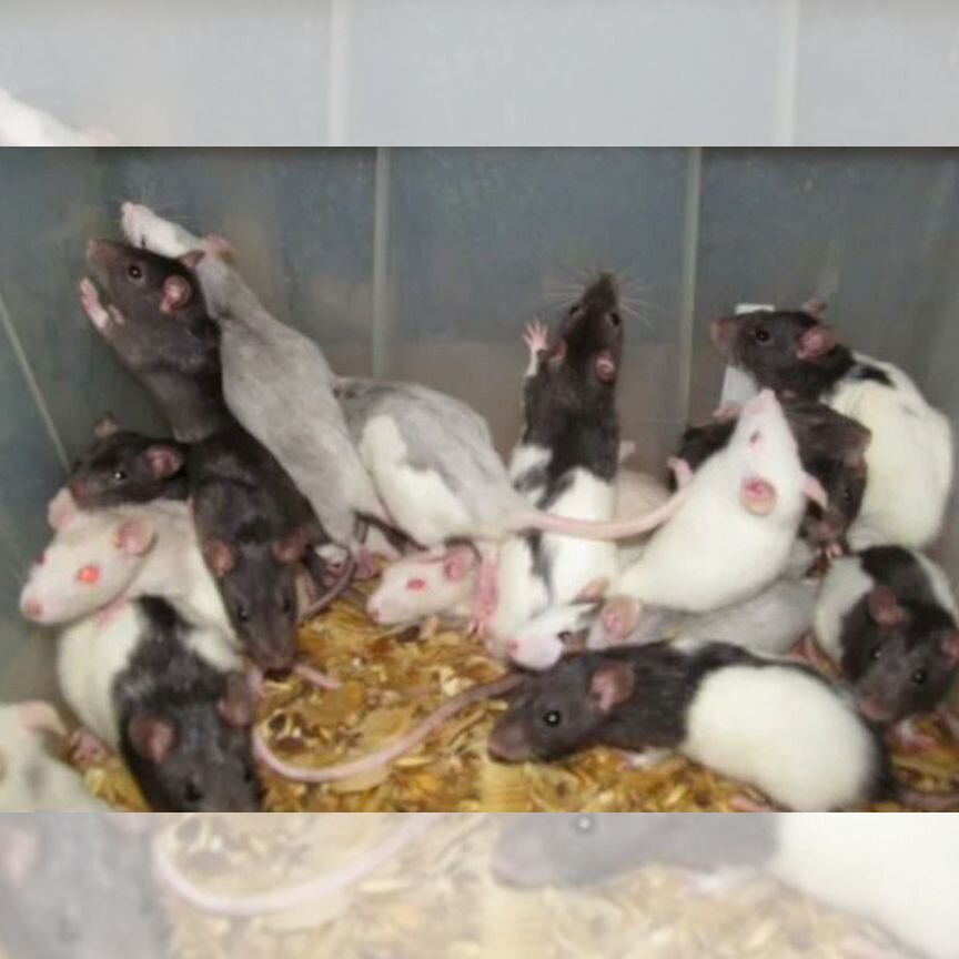 Кормовые крысы