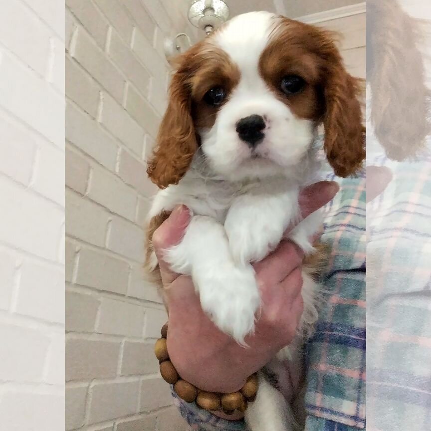 Кавалер кинг-чарльз-спаниель, щенок