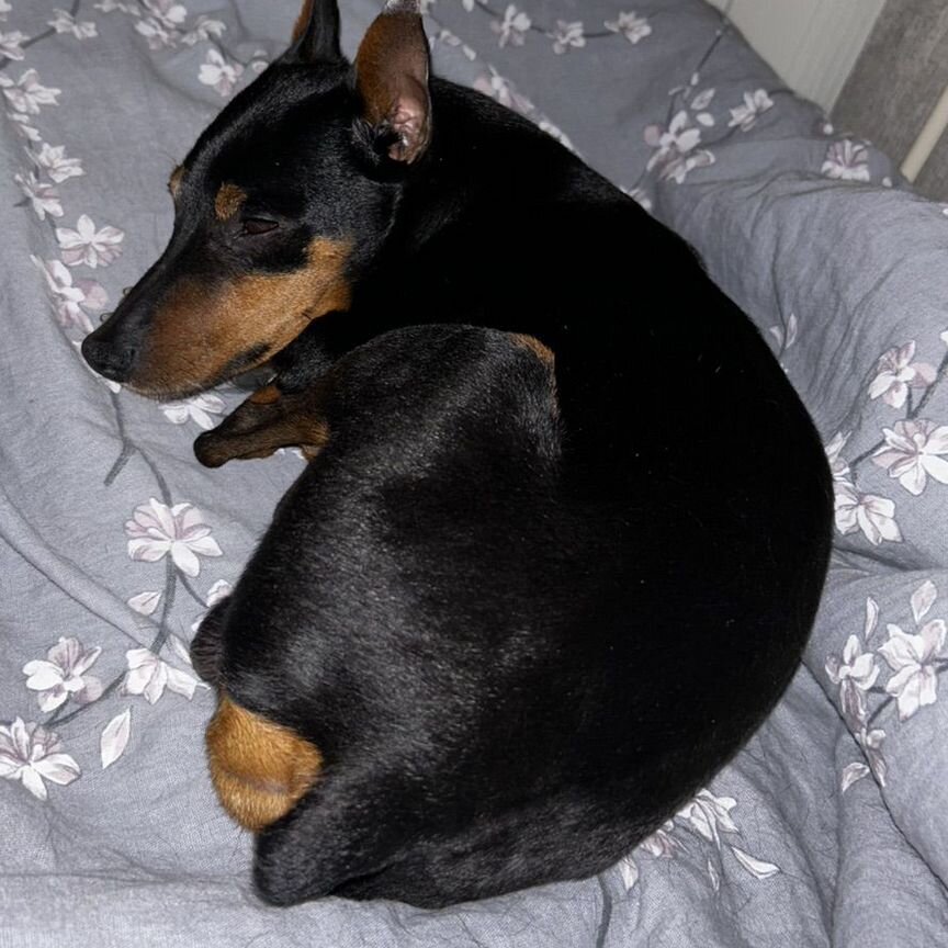 Цвергпинчер, взрослый пёс