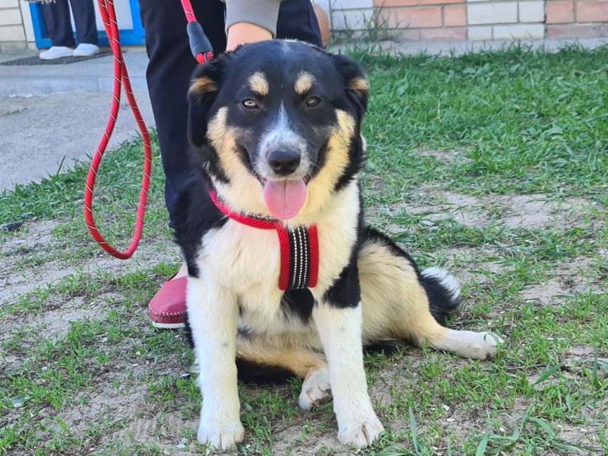 Гретта. Стерилизована. Для Надёжных людей