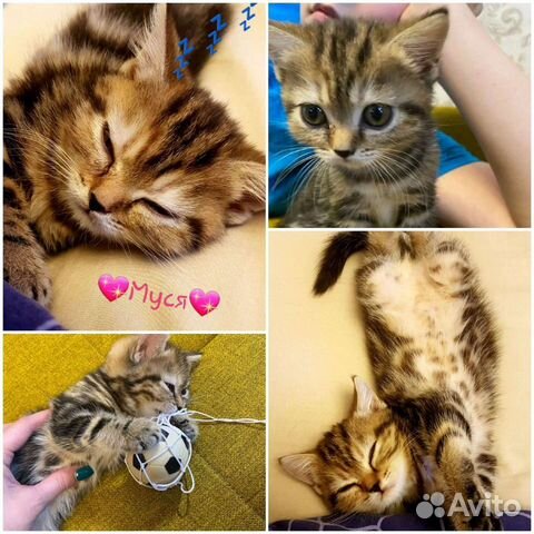 Шотландский котенок скоттиш страйт