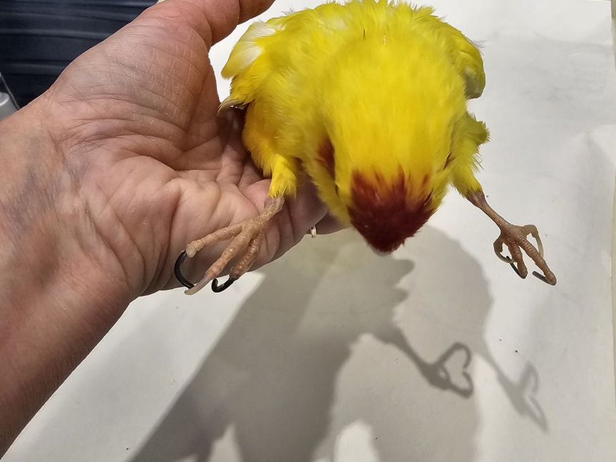 Какарик бесплатно