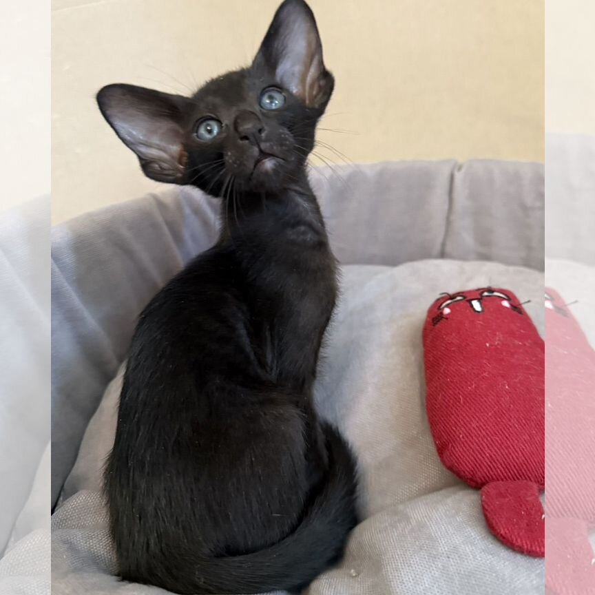 Ориентальный котёнок