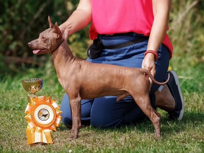 Мексиканская голая, мальчик мини (шоколад)