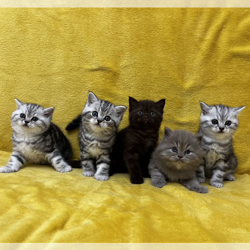 Шотландский прямоухий короткошёрстный котёнок