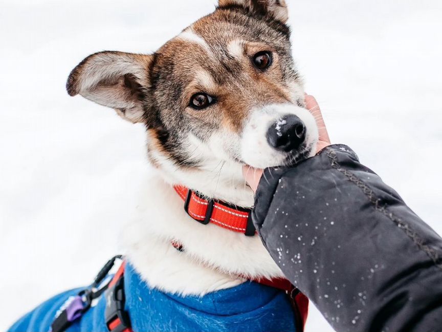 Маленькая собака в добрые руки