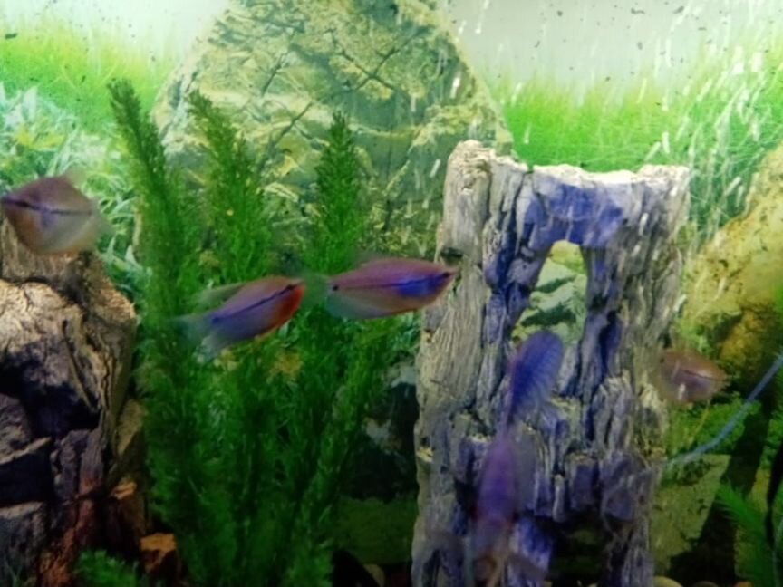 Аквариумные рыбки гурами