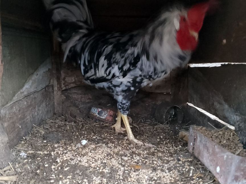 Петух и курица