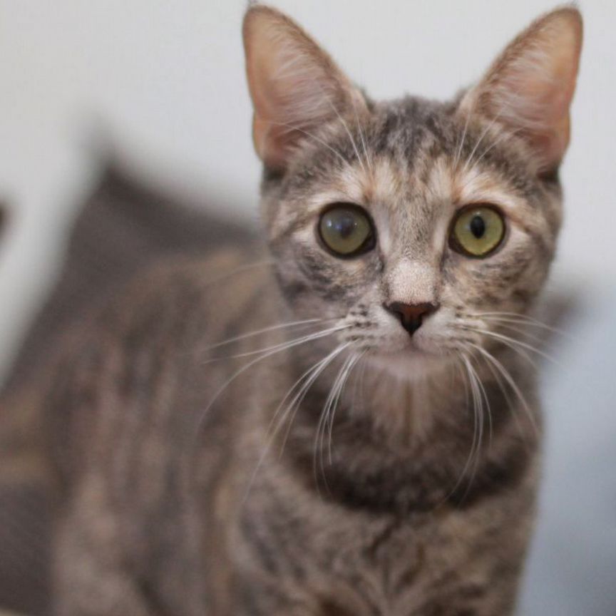 Взрослая кошка, вязка