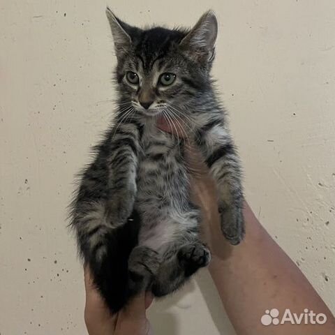 Котенок Шмель ищет дом