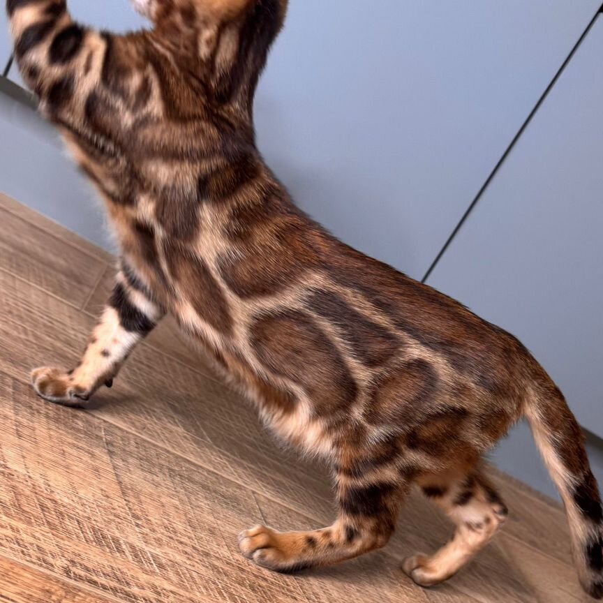 Элитный котик