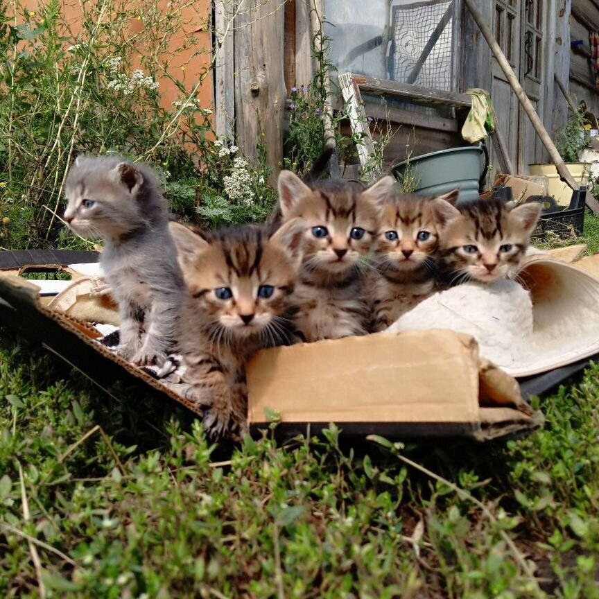 Котята в добрые руки